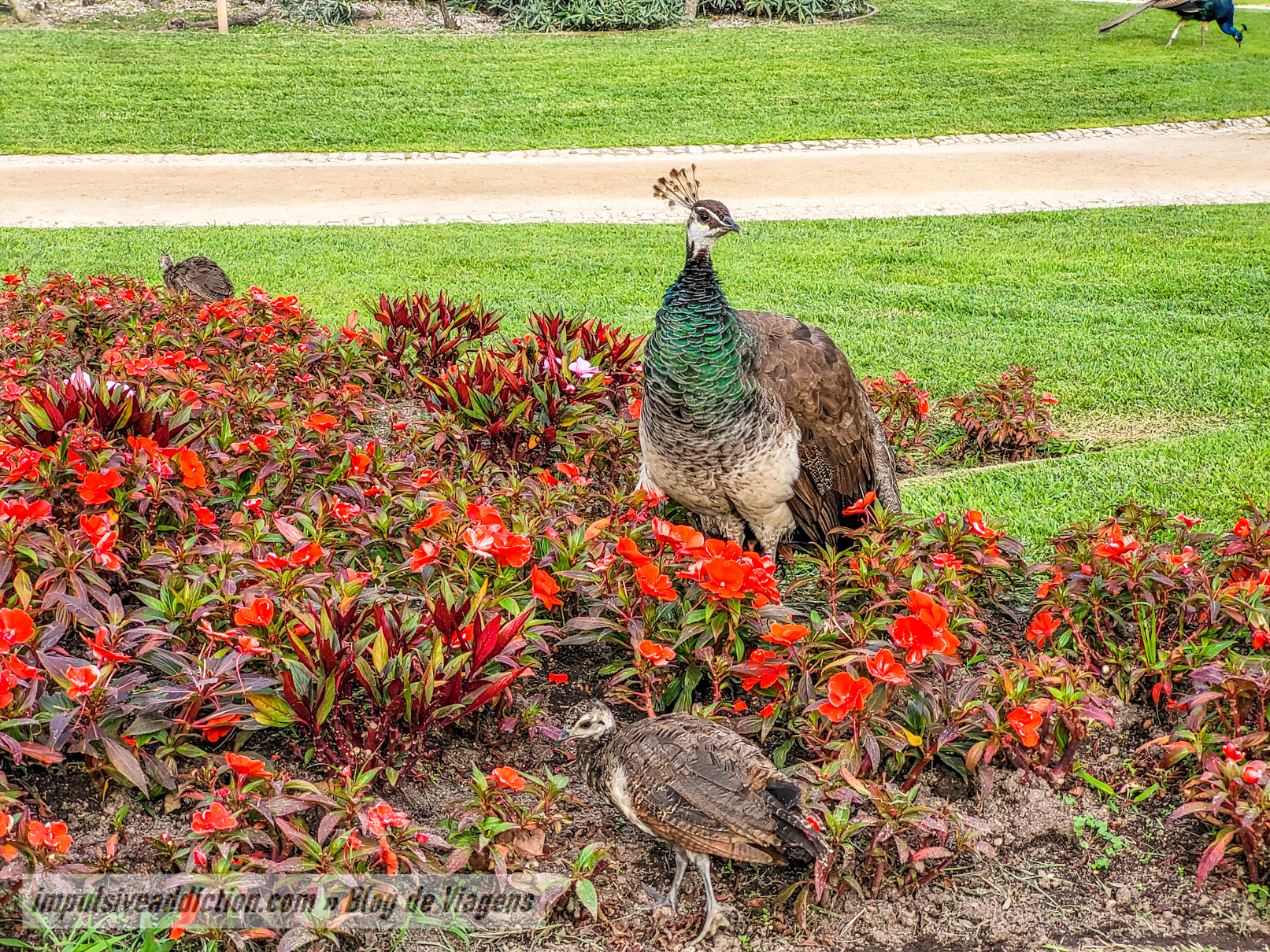 Best 30 Parks and Gardens in Porto | Portugal