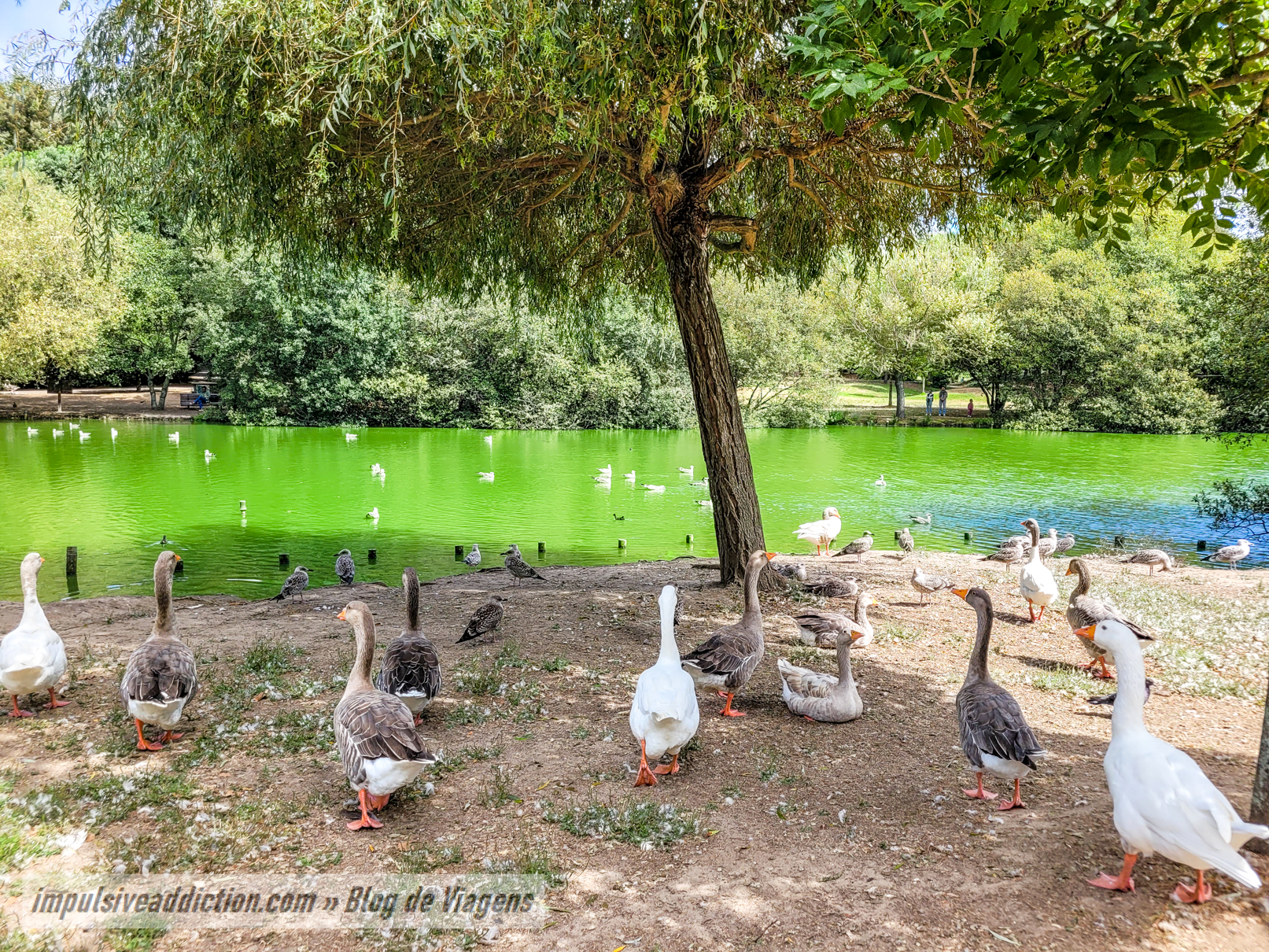 Best 30 Parks and Gardens in Porto | Portugal
