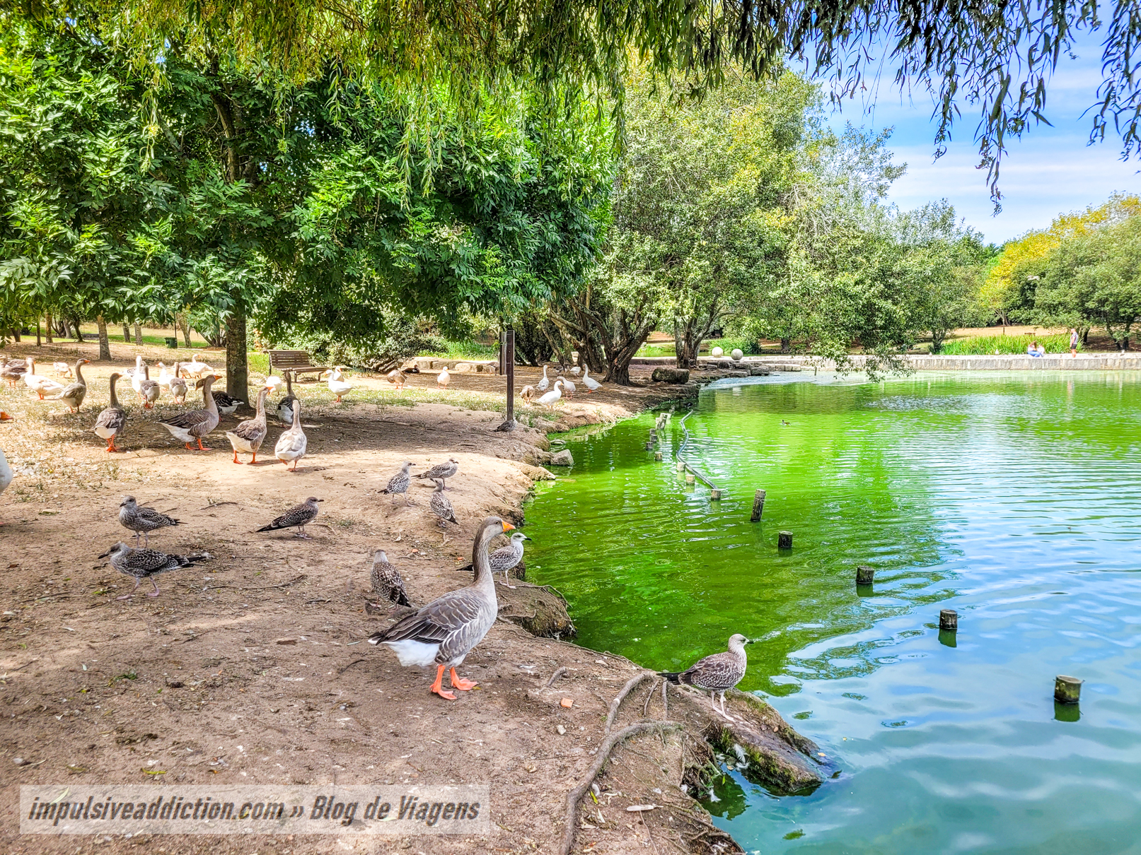 Best 30 Parks and Gardens in Porto | Portugal