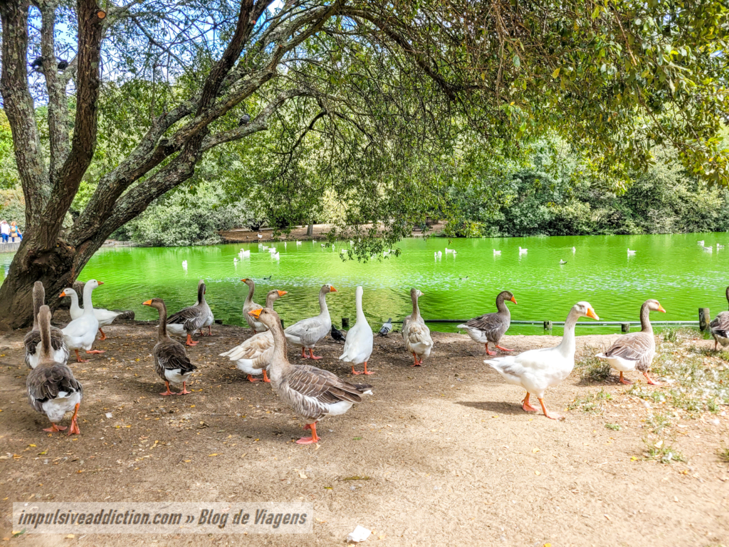 33 Melhores Parques e Jardins no Porto e Gaia